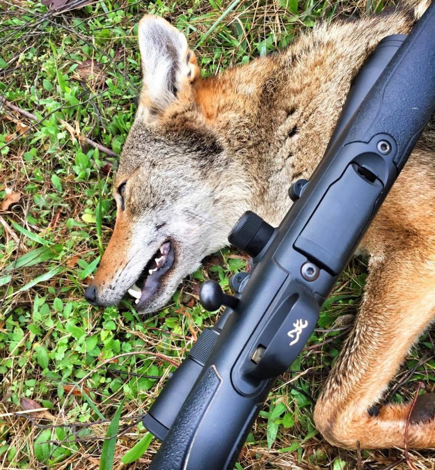 Coyote Hunting 101 | Videos, Gear, Tips, and Tactics | Pure Hunting